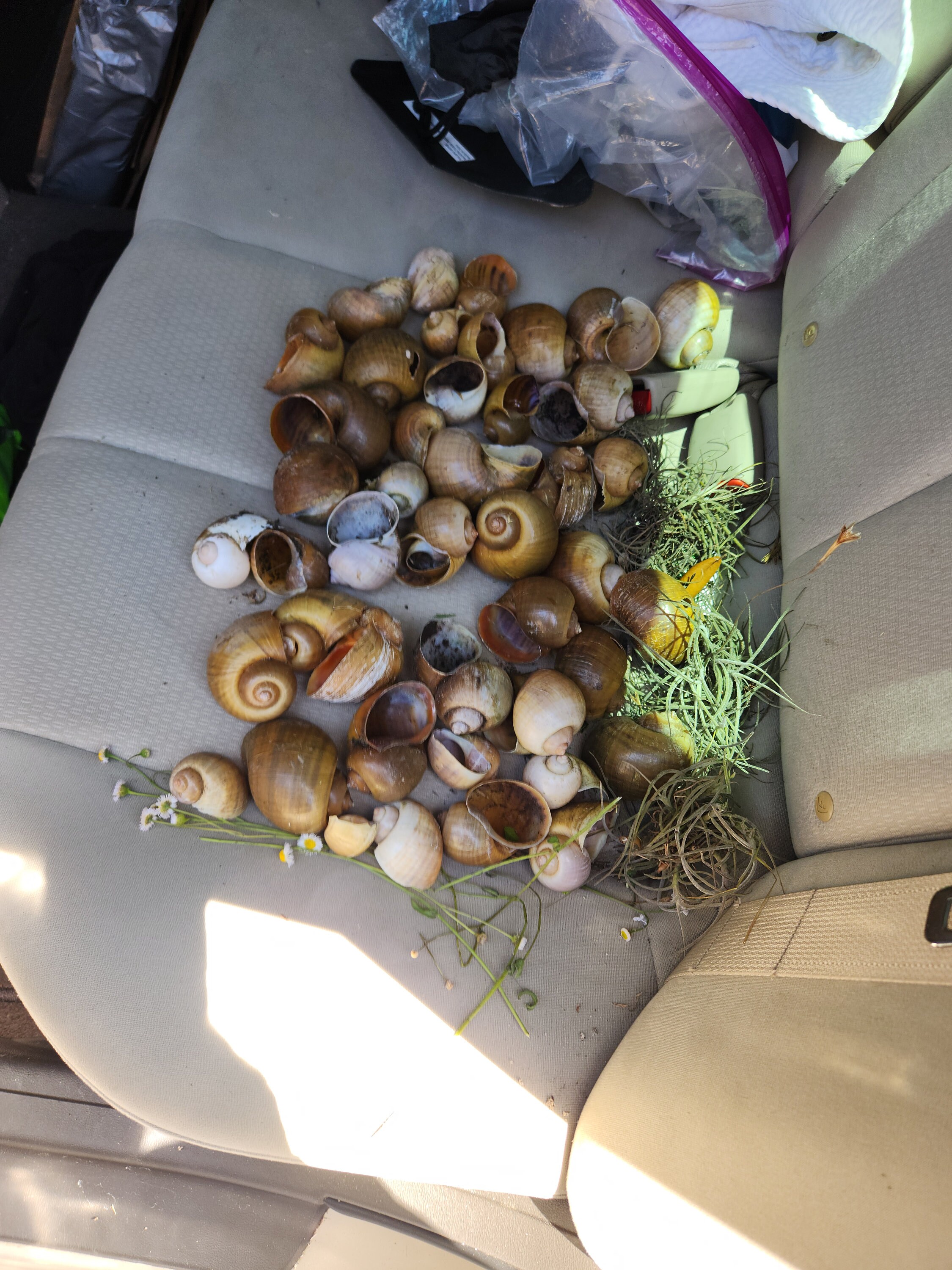 2 ~ 2.5" RARE Apple Snail Shells for Crafting, Decoration, Weddings ...