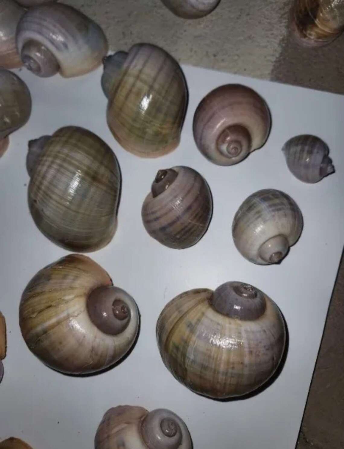 2 ~ 2.5" RARE Apple Snail Shells for Crafting, Decoration, Weddings ...