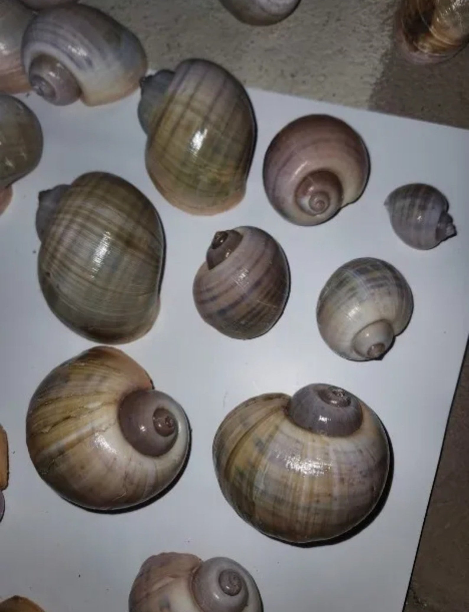 3" ~ 4 " RARE Apple Snail Shells for Crafting, Decoration, Weddings ...