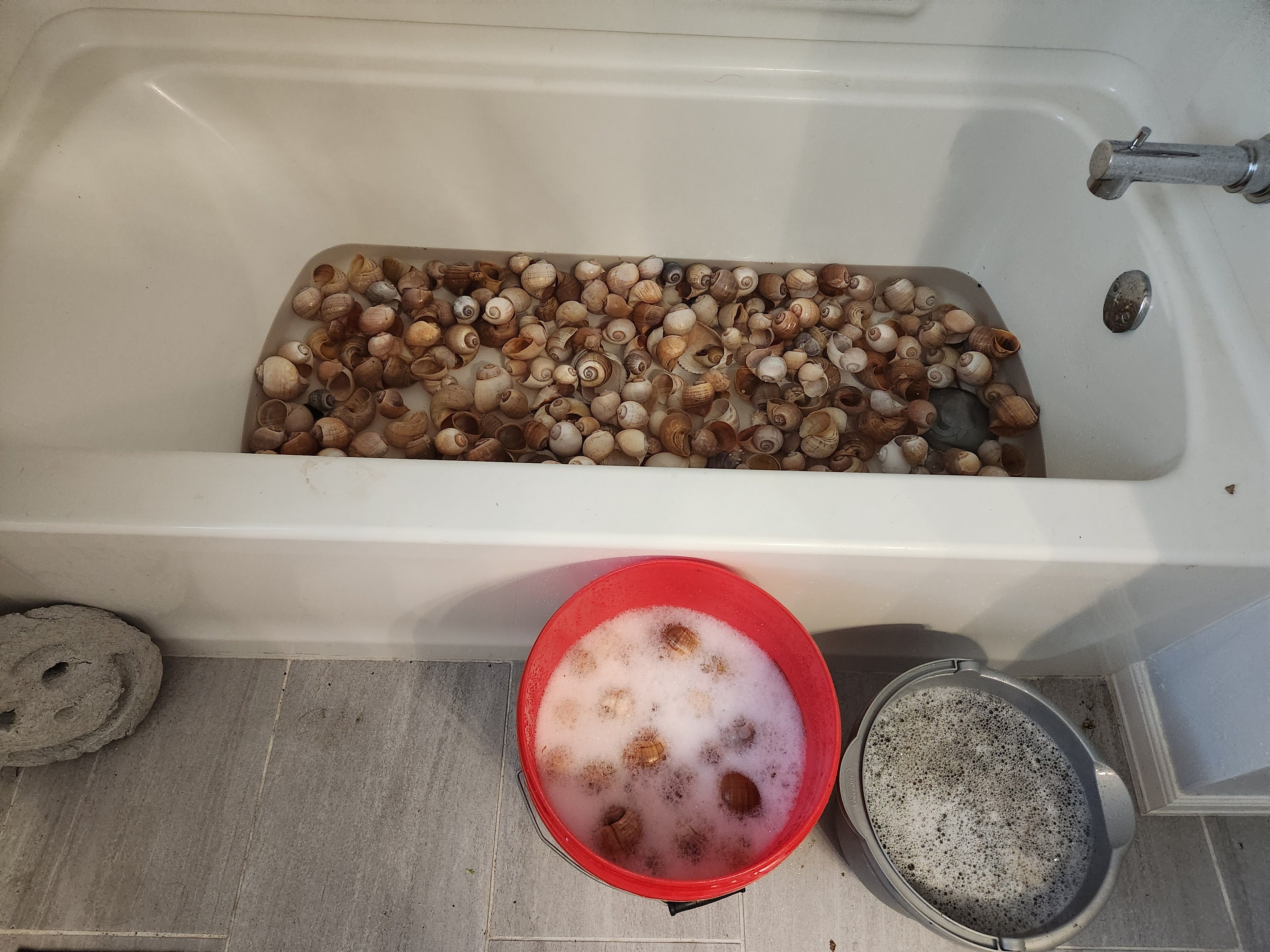 Hand Collected Rare Beautiful and Unique Florida Apple Snail - Etsy