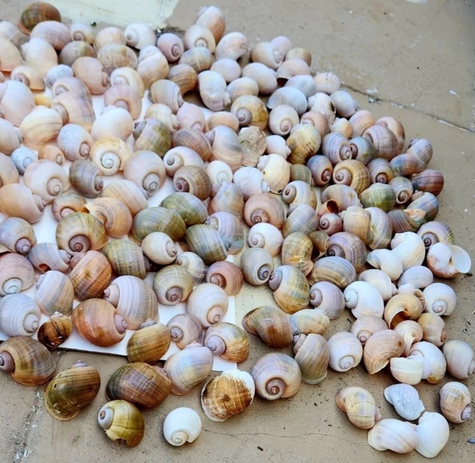 2 ~ 2.5" RARE Apple Snail Shells for Crafting, Decoration, Weddings ...