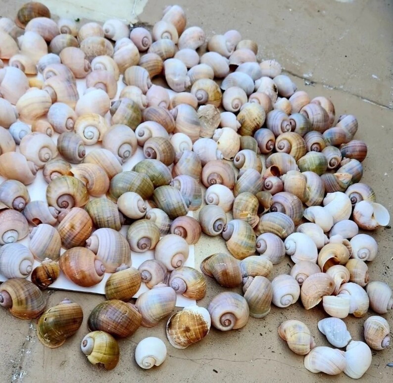 3" ~ 4 " RARE Apple Snail Shells for Crafting, Decoration, Weddings ...