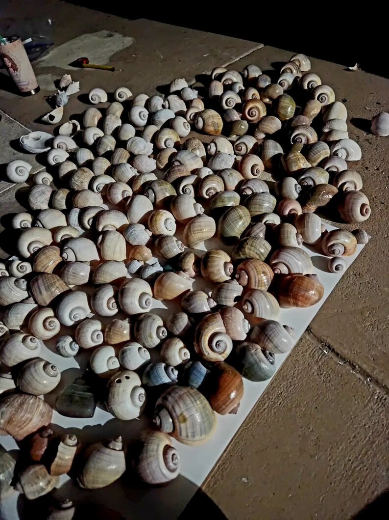 1/2 1 RARE Hand Picked Apple Snail Shells for Crafting, Craft Shells ...