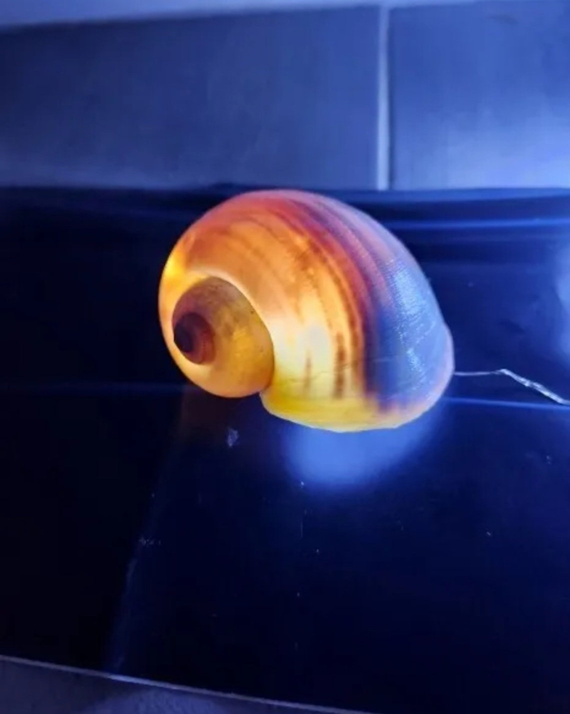 2 ~ 2.5" RARE Apple Snail Shells for Crafting, Decoration, Weddings ...