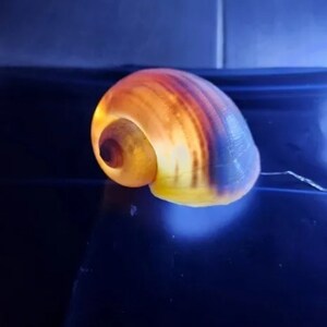 3" ~ 4 " RARE Apple Snail Shells for Crafting, Decoration, Weddings ...