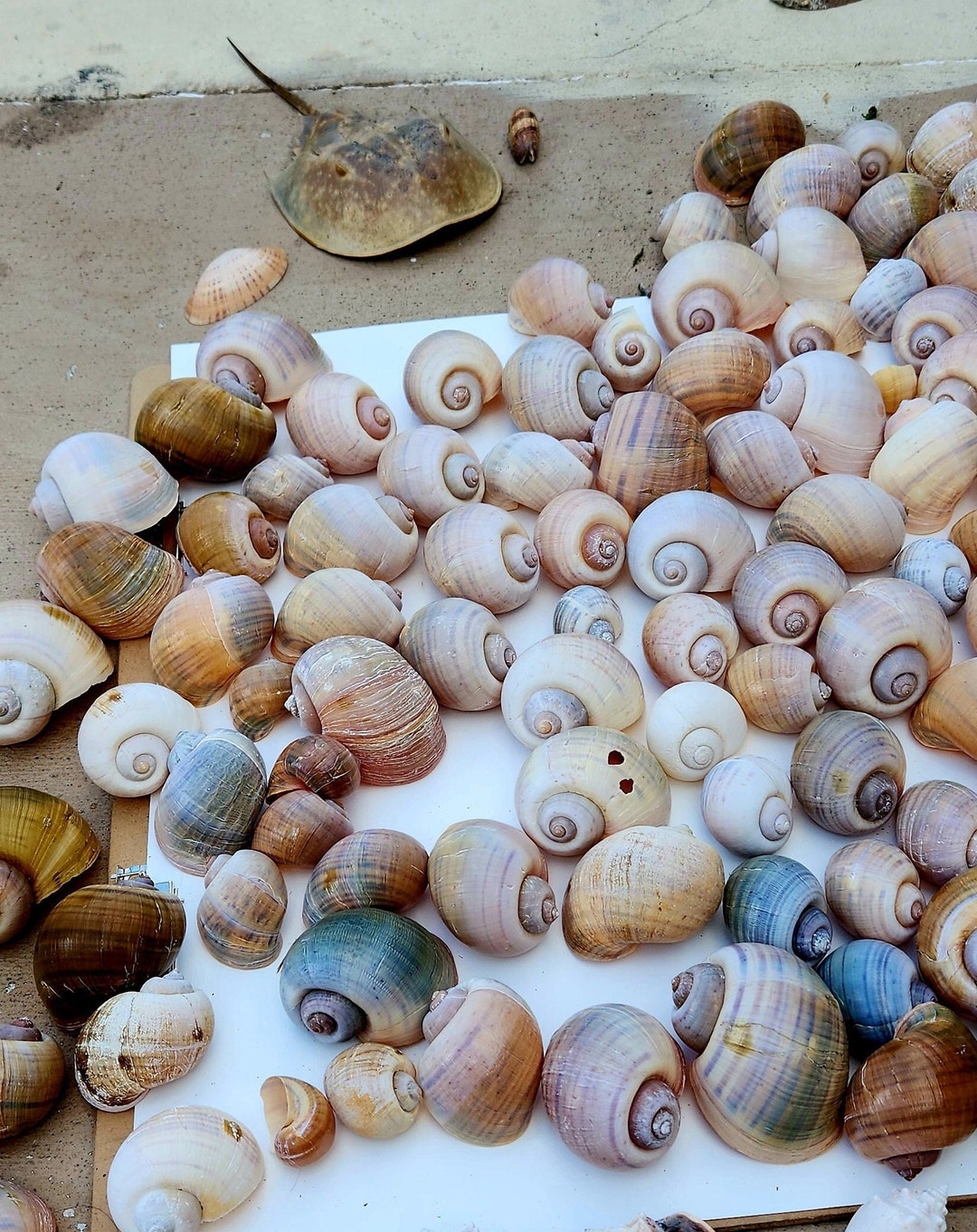 Hand Collected Rare Beautiful and Unique Florida Apple Snail - Etsy