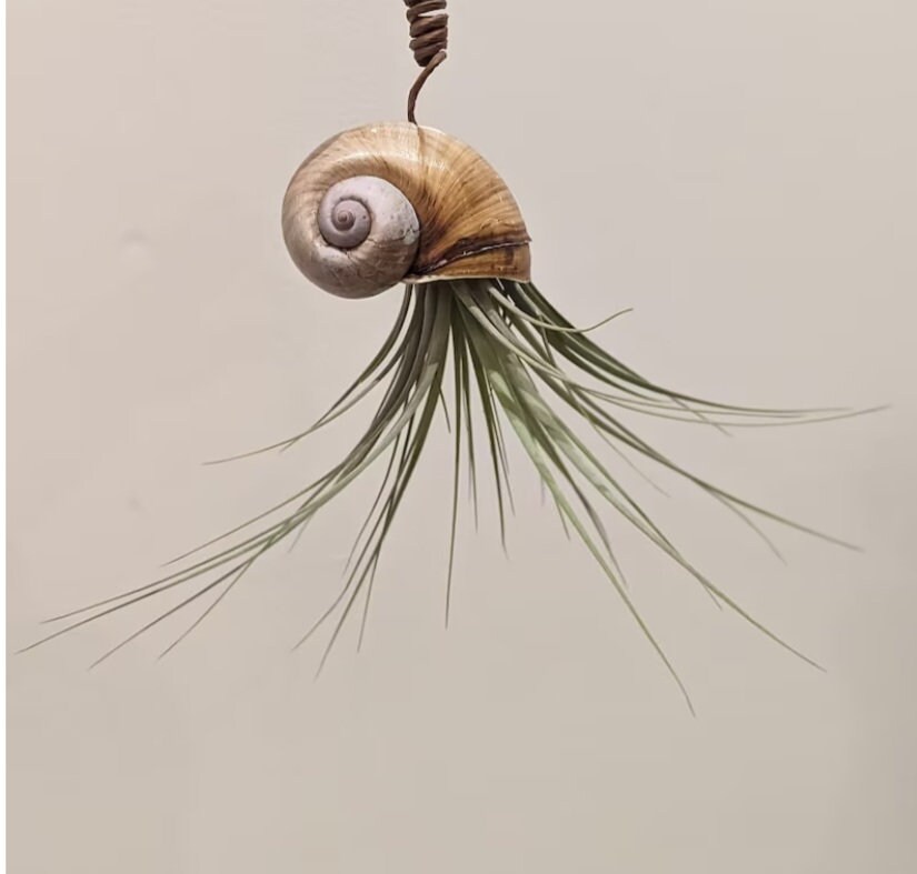 3 4 RARE Apple Snail Shells for Crafting, Decoration, Weddings, Baby ...