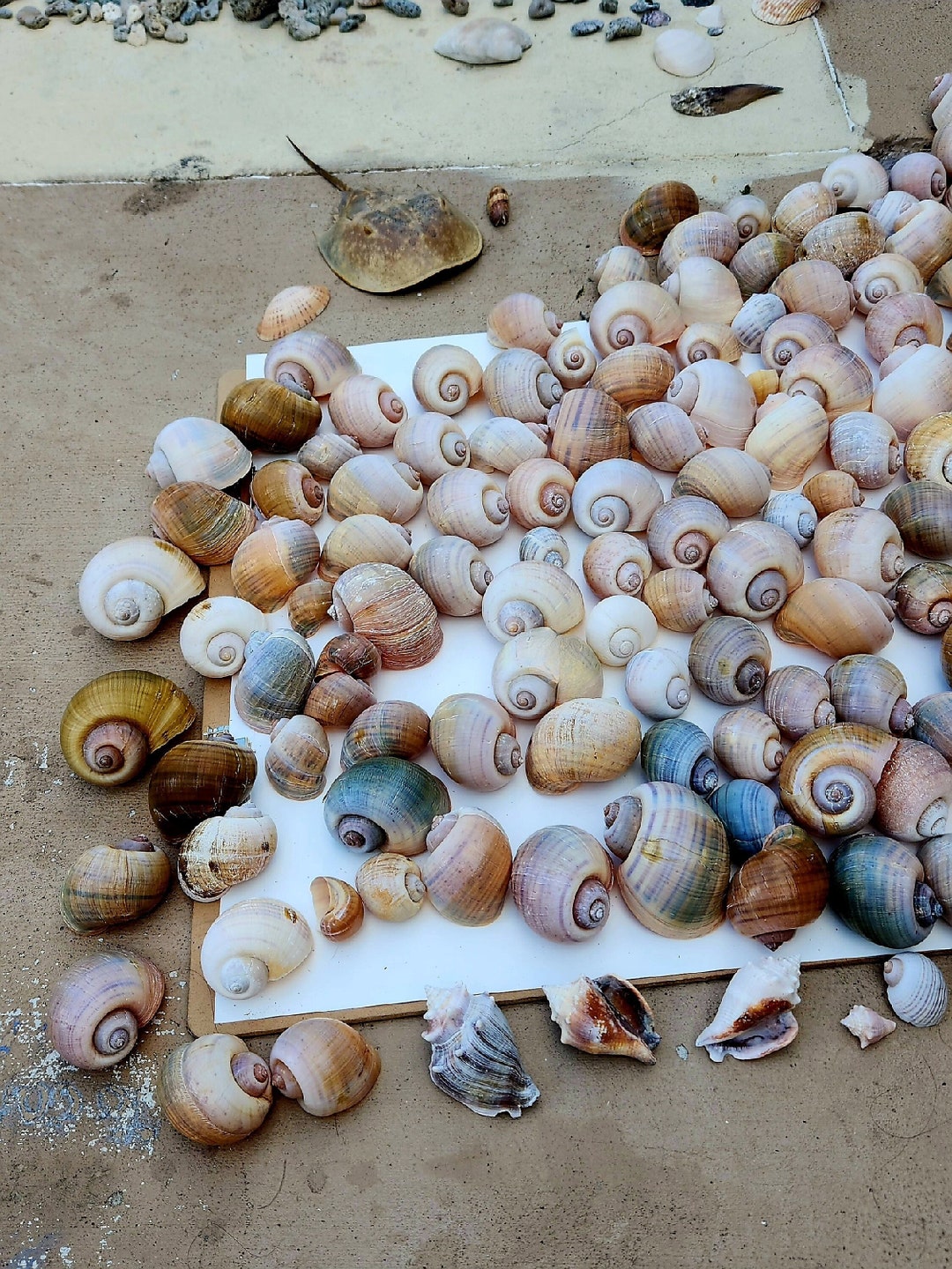 Hand Collected Rare Beautiful and Unique Florida Apple Snail - Etsy