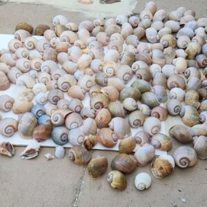 3" ~ 4 " RARE Apple Snail Shells for Crafting, Decoration, Weddings ...