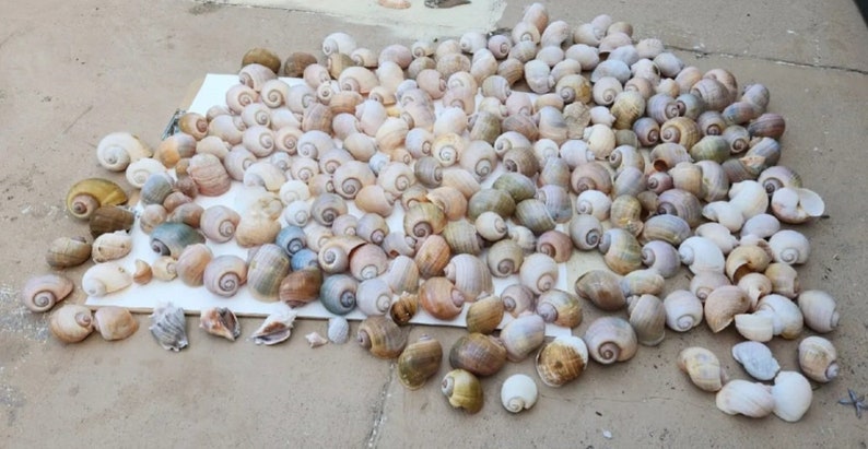 3" ~ 4 " RARE Apple Snail Shells for Crafting, Decoration, Weddings ...