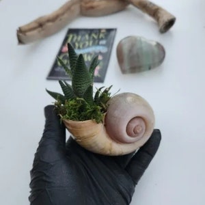 3" ~ 4 " RARE Apple Snail Shells for Crafting, Decoration, Weddings ...