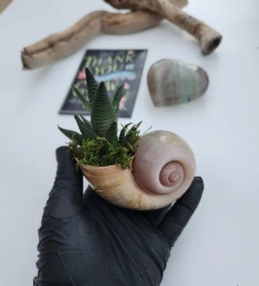 3 4 RARE Apple Snail Shells for Crafting, Decoration, Weddings, Baby ...