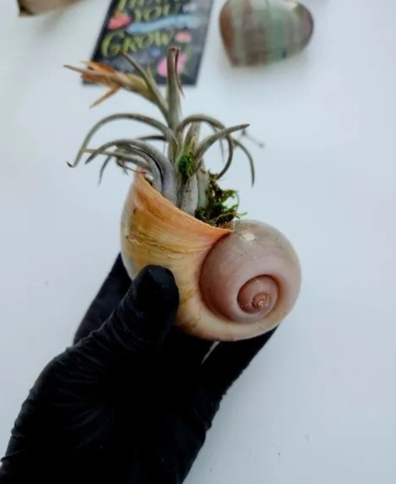 3" ~ 4 " RARE Apple Snail Shells for Crafting, Decoration, Weddings ...