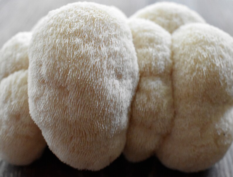 Lion's Mane Liquid Culture Lion Manes Spores Syringe, Mycelium Syringe ...