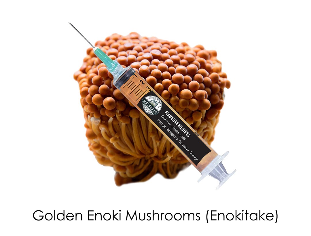 Enoki Liquid Culture Golden Enoki Spores Syringe Grow Your Own Enoki ...