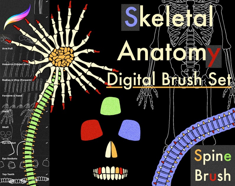 Skeletal Anatomy Themed Digital Art Procreate Stamp Brush Set Add-on ...