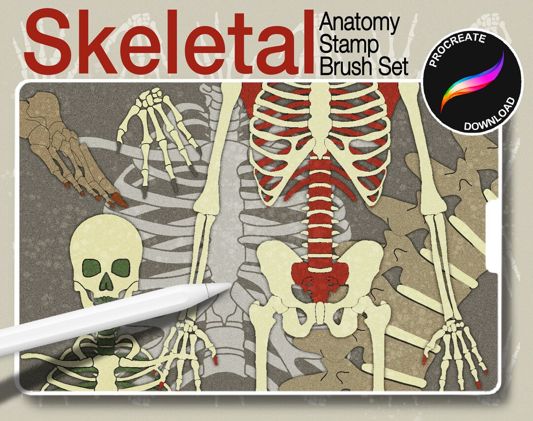 Procreate Brush Set Skeleton Anatomy Digital Pack Big Bundle for ...
