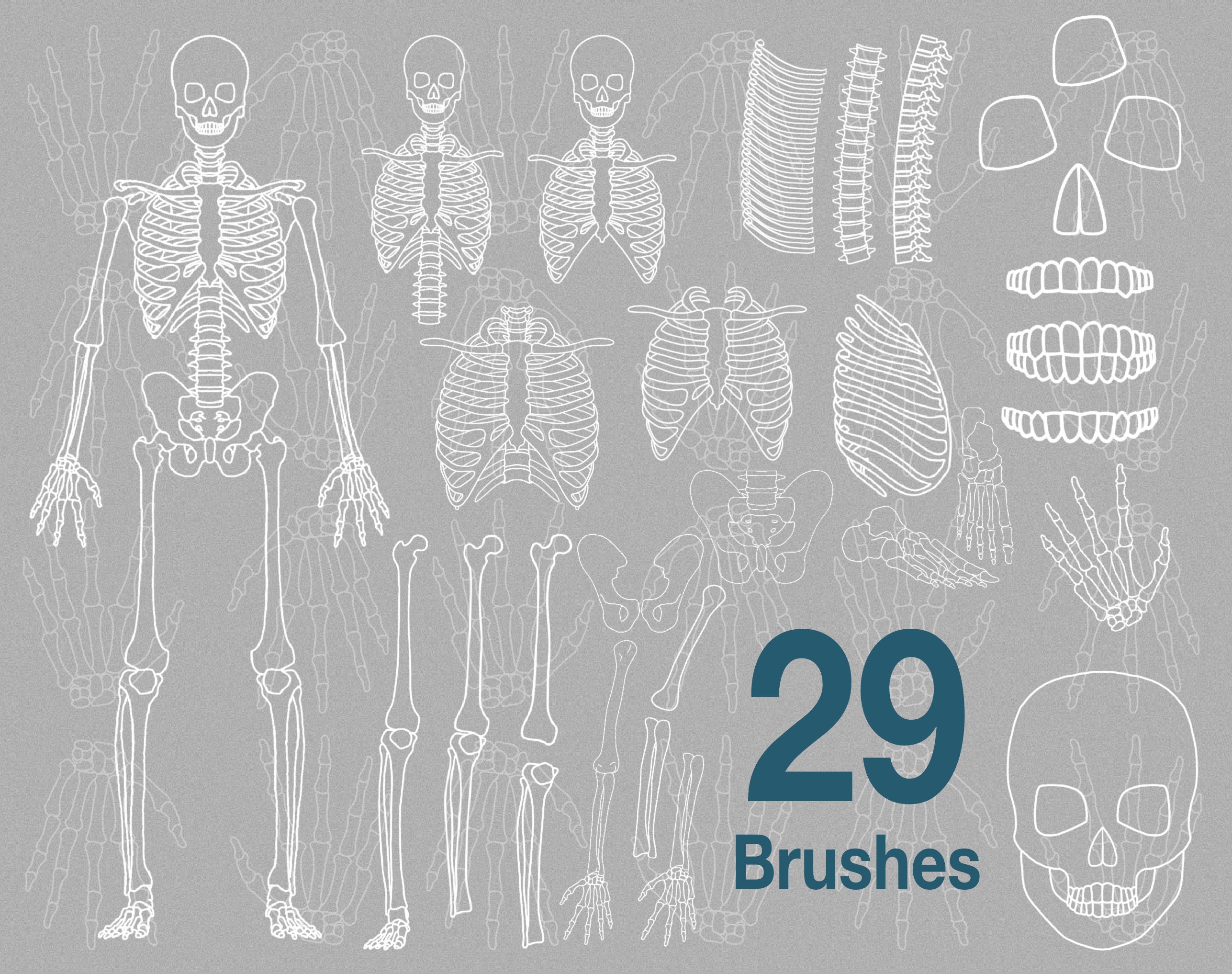 Skeletal Anatomy Themed Digital Art Procreate Stamp Brush Set Add-on ...