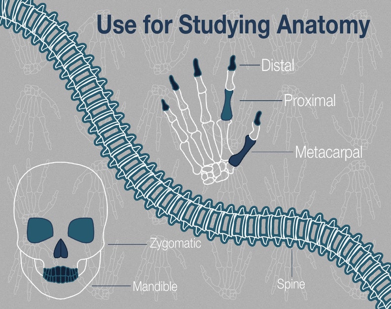 Skeletal Anatomy Themed Digital Art Procreate Stamp Brush Set Add-on ...
