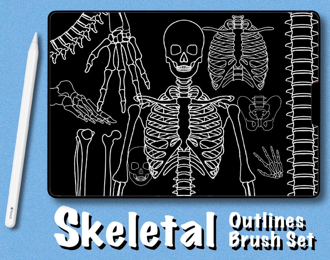 Skeletal Anatomy Themed Digital Brush Set Bone Outline Stamps for ...