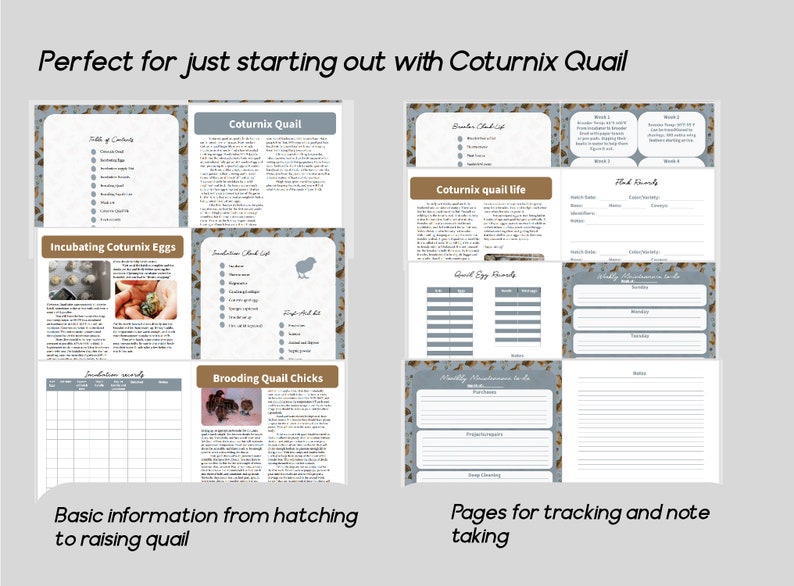 Coturnix Quail Guide and Journal Digital or Printable. From Hatching to ...