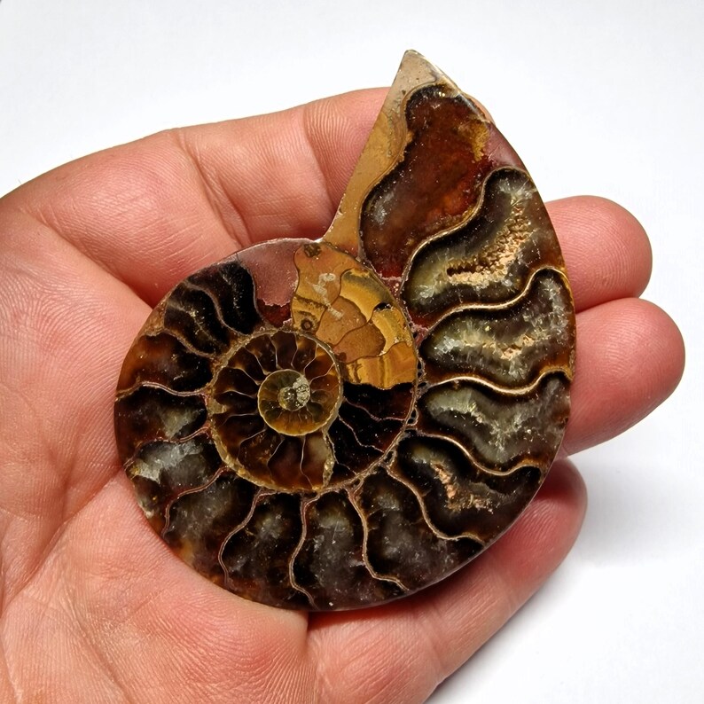 47,03g Natural Rainbow Ammonite Fossil Slice Healing Madagascar - Etsy