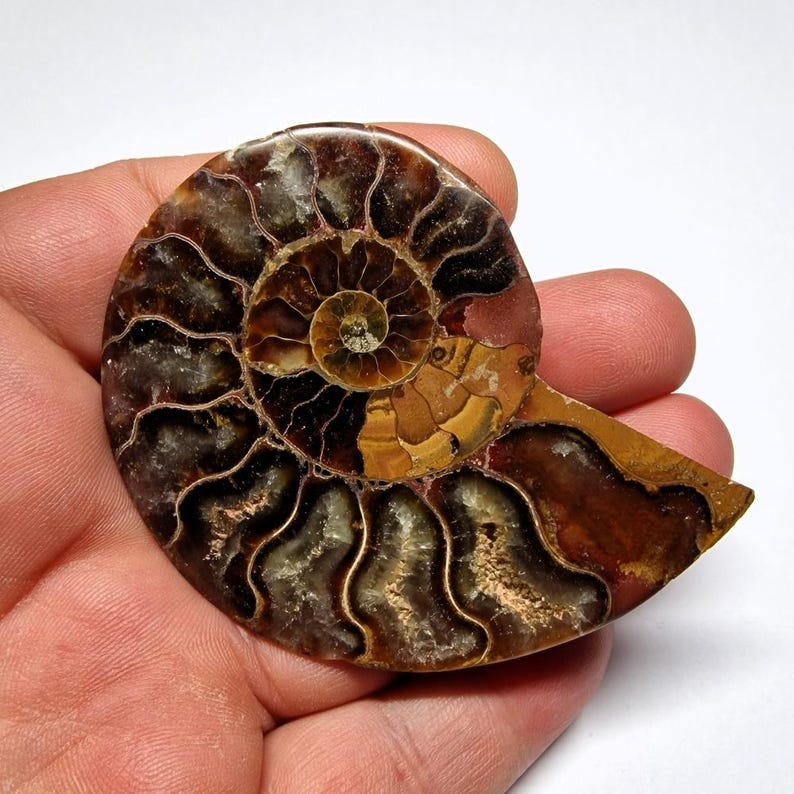 47,03g Natural Rainbow Ammonite Fossil Slice Healing Madagascar - Etsy