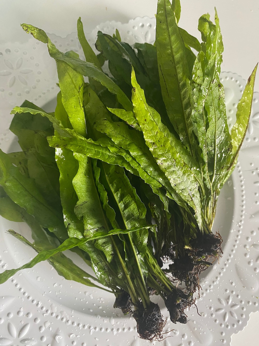 BUY 2 GET 1 FREE! Java Fern Aquarium Plant Easy, Low Light, Beginner ...