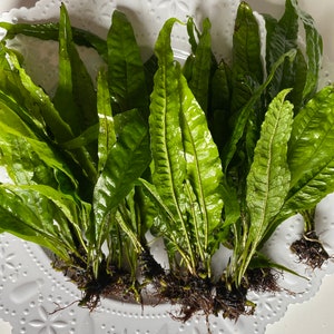 Java Fern - Microsorum Pteropus - Live Aquarium Plant Easy, Low Light ...