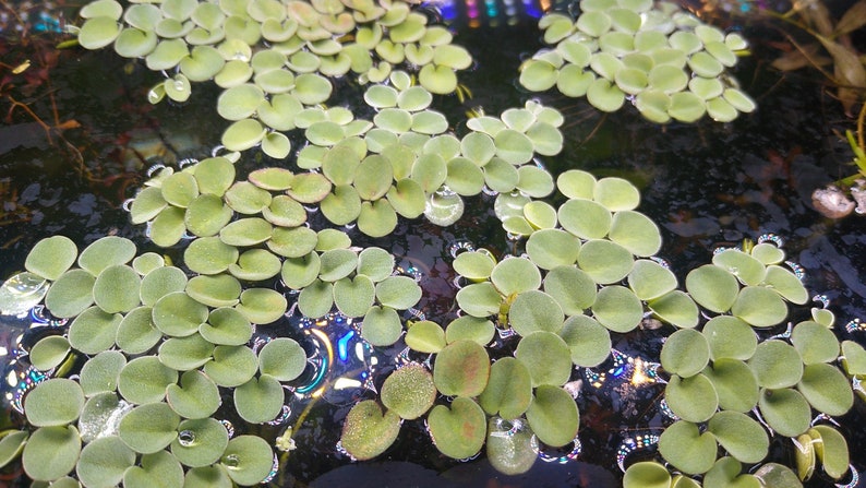 Assorted Salvinia Sp., "asian Water Moss", 2fl Oz Scoop With 25+ Leaves ...