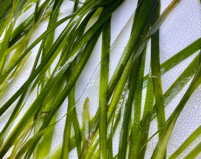 Vallisneria Spiralis BUY3GET1FREE Live Aquarium Plant Aquascape - Etsy
