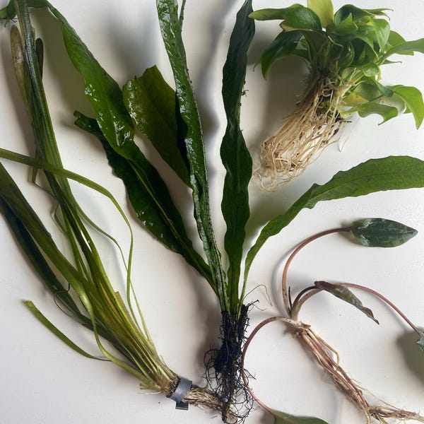 Aquarium Java Fern Plant - Etsy