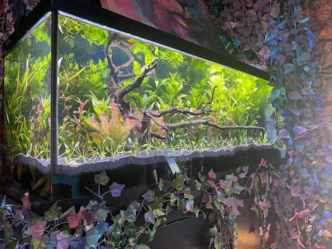 75-gallon Freshwater Planted Show Aquarium - Free Delivery ...