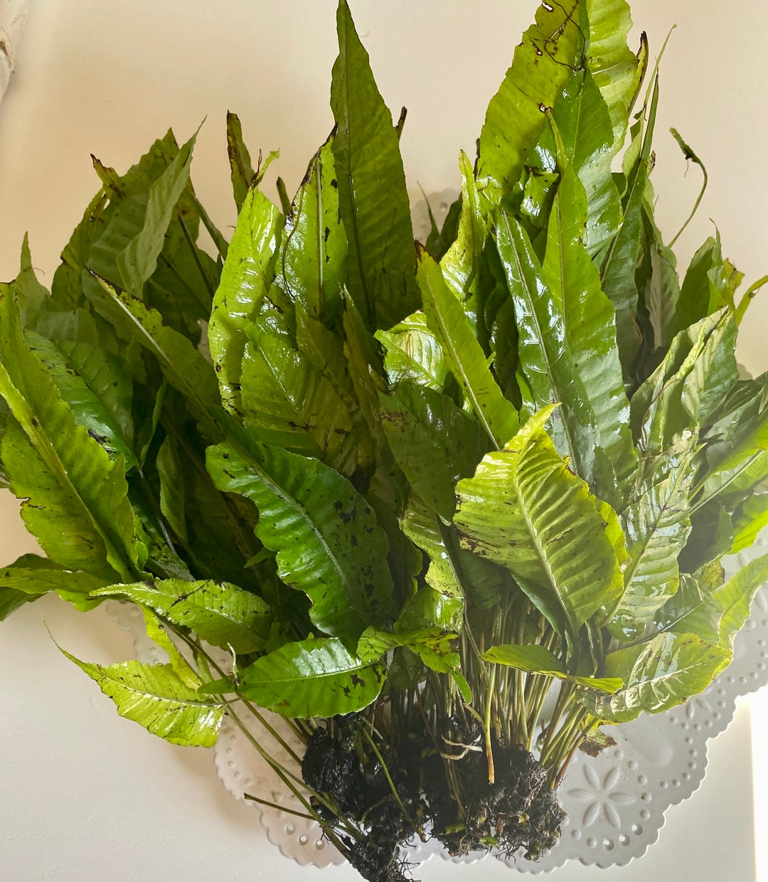 FANCY Live Aquarium Ferns - Bolbitis, Windelov, Lacy Java Fern, Large ...