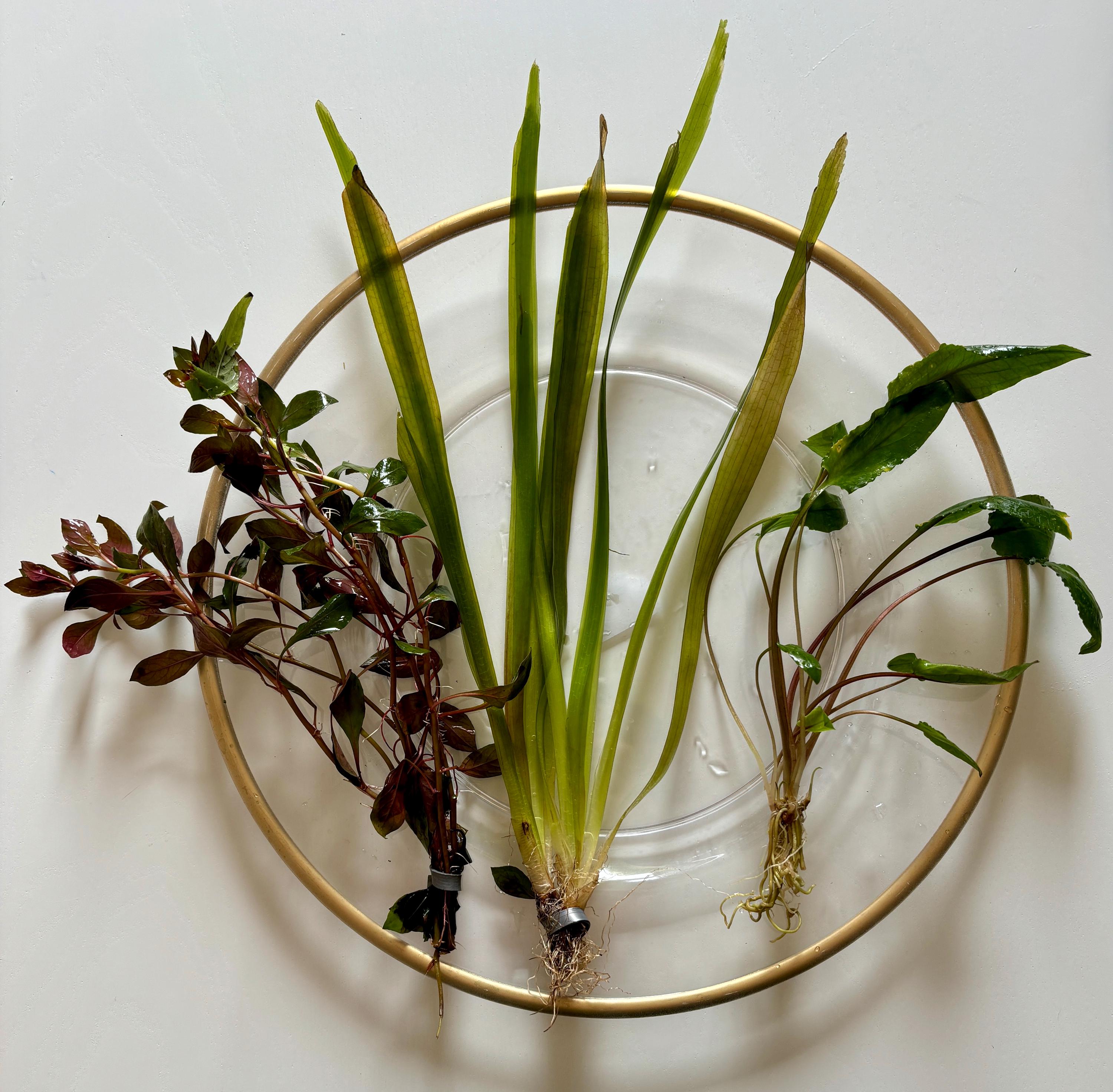 Sword Plant Species Easy Live Aquarium Plant Package - 15+ Stems, 4 ...