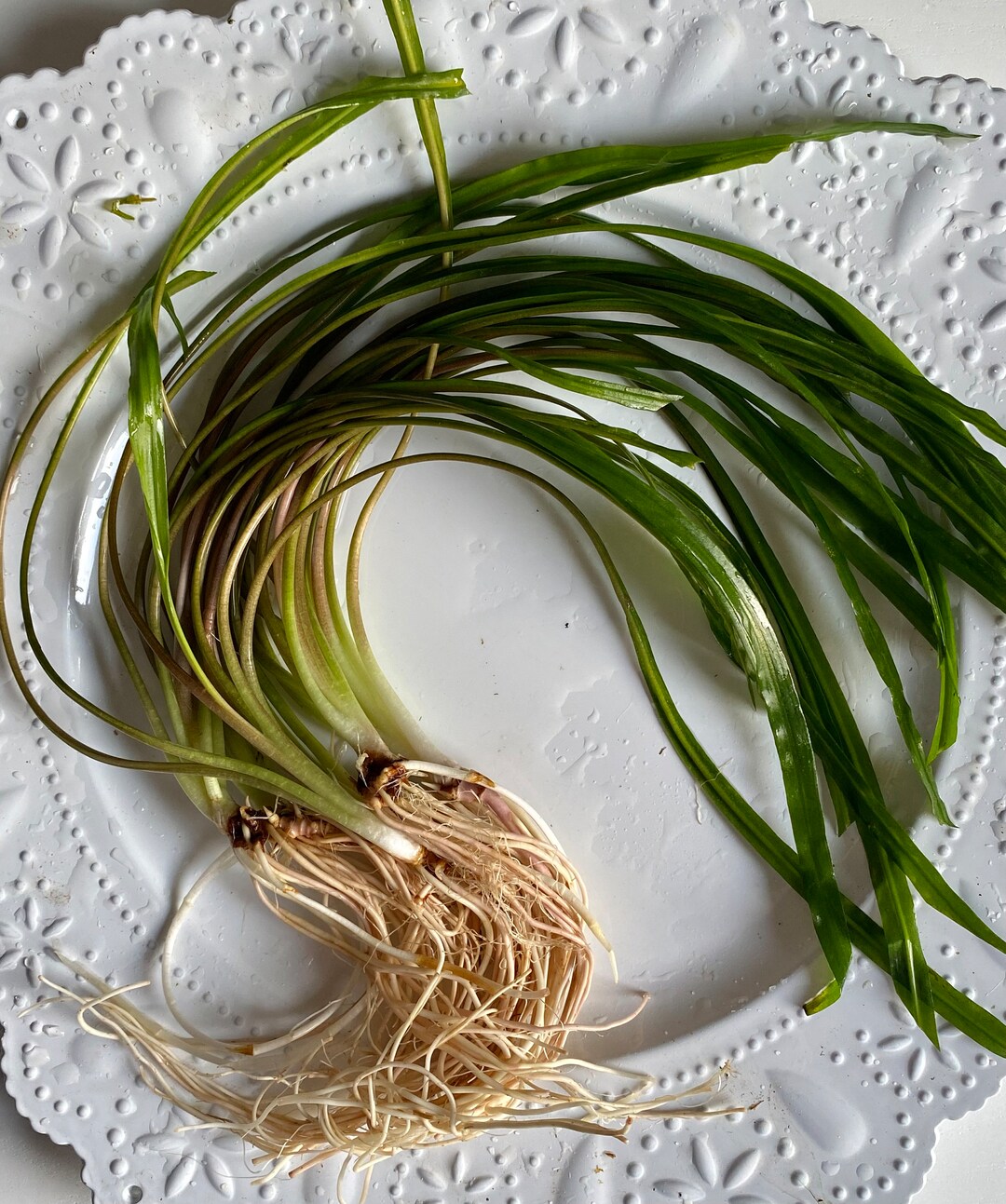 FANCY Large Spiral Crypt (cryptocoryne Spiralis) Easy Beginner Live ...