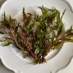 Buy 2 Get 1 FREE - BUNCH "scarlet Temple" Alternanthera Rreineckii Live ...