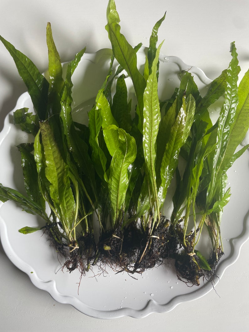 Java Fern - Microsorum Pteropus - Live Aquarium Plant Easy, Low Light ...