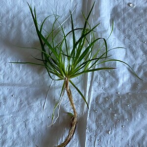 Creeping Rush Juncus Repens Single Stem Easy Foreground carpeting Live ...