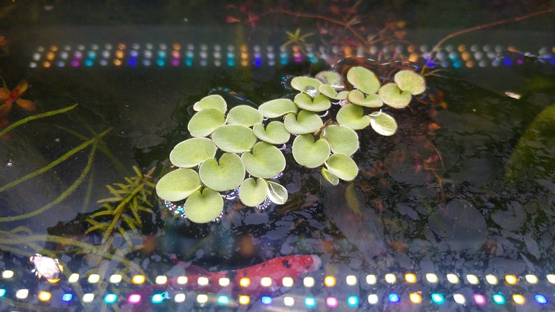 Salvinia Cucullata asian Water Moss 25 Leaves - Etsy