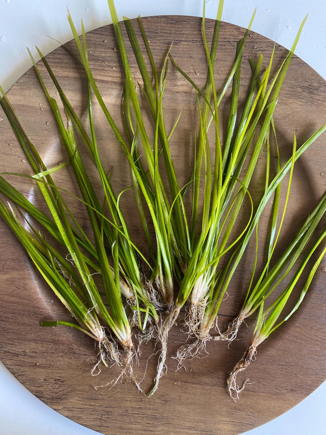 Nana Vallisneria (vallisneria Nana) Easy, Fast-growing, Beginner ...