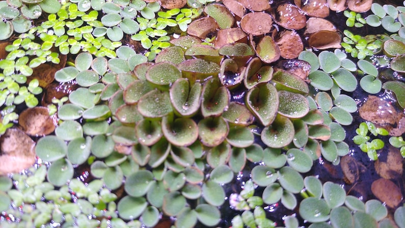 Salvinia Cucullata asian Water Moss 25 Leaves - Etsy