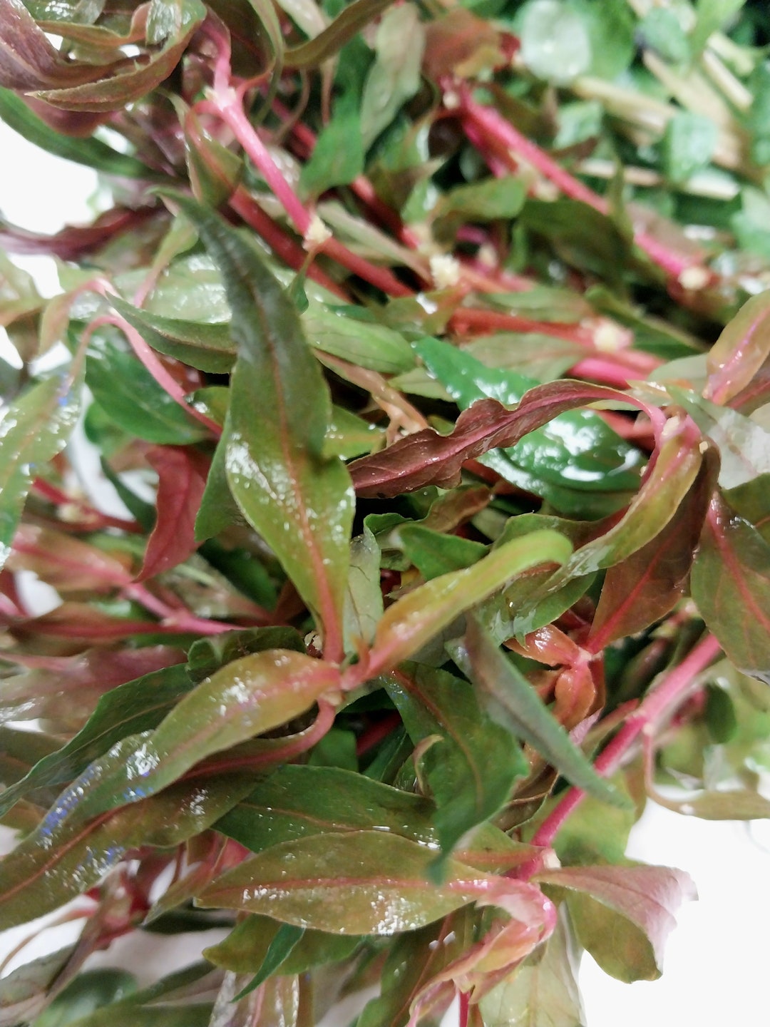 Buy 2 Get 1 FREE - BUNCH "scarlet Temple" Alternanthera Rreineckii Live ...