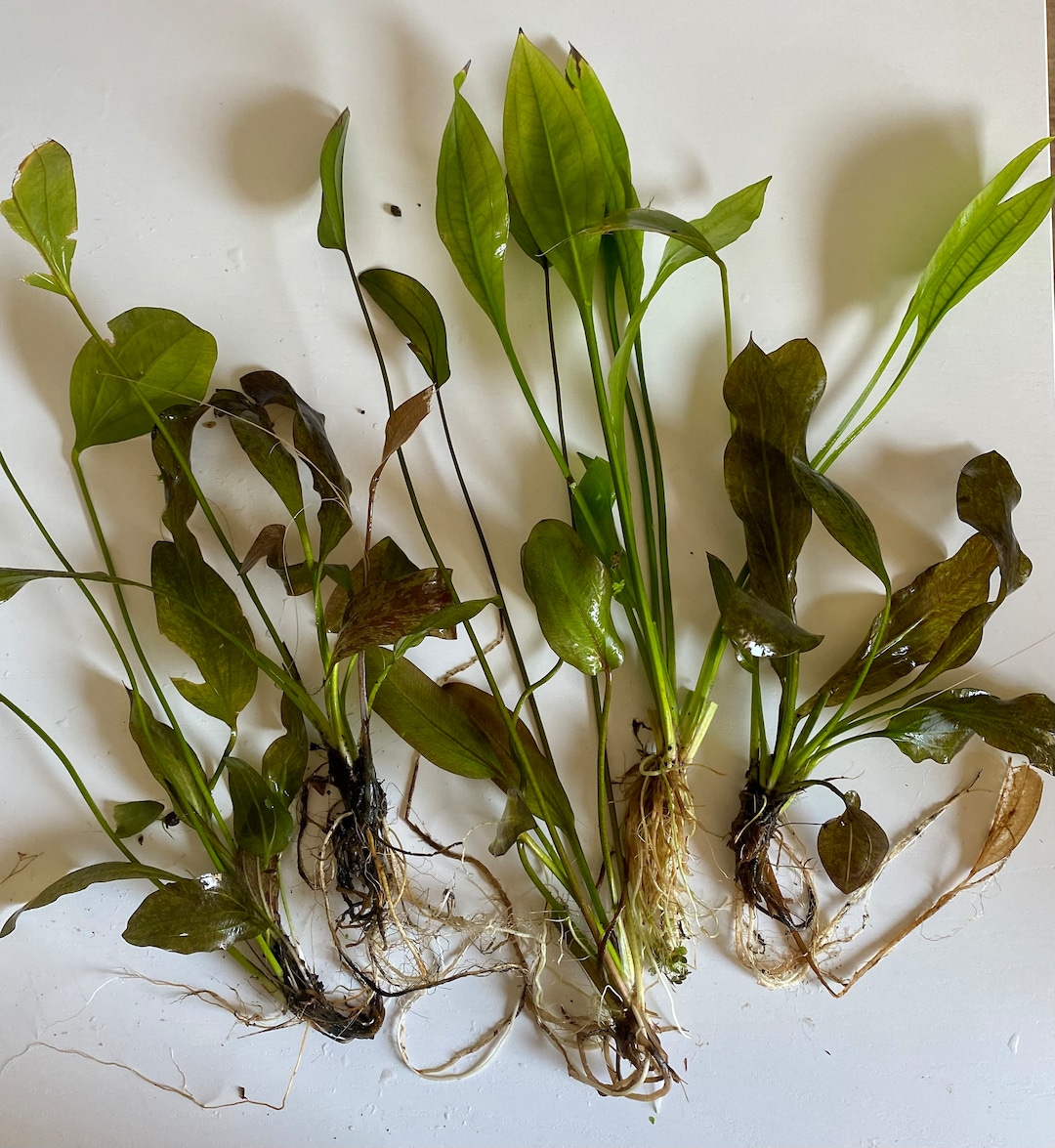 BULK FANCY Swords - Large to Extra Large Swords (typically 12-24") of ...