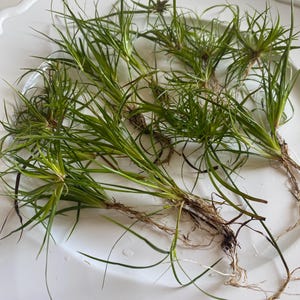 Creeping Rush Juncus Repens Single Stem Easy Foreground carpeting Live ...