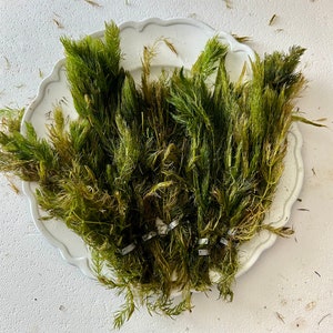 Hornwort- Fast Growing Aquatic Live Plant!- Floating Plant Goldish ...