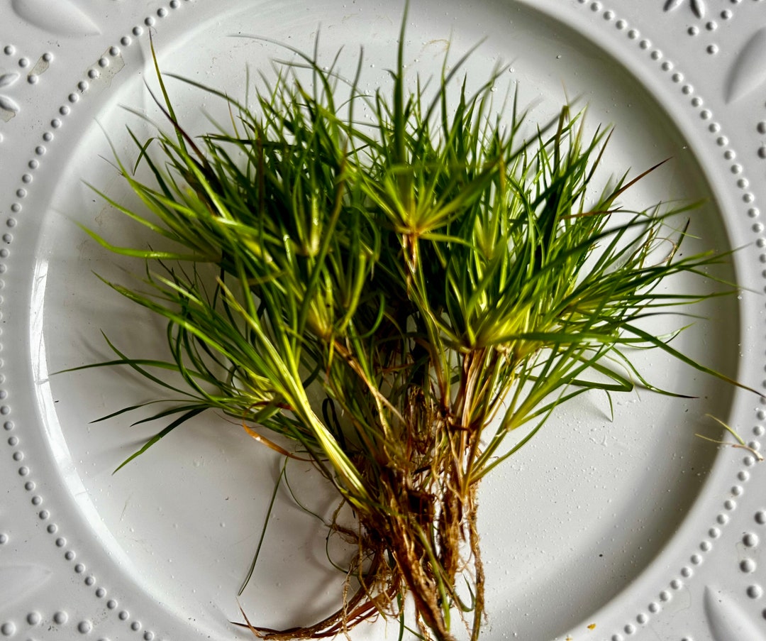 Creeping Rush Juncus Repens Single Stem Easy Foreground carpeting Live ...