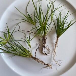 Creeping Rush Juncus Repens Single Stem Easy Foreground carpeting Live ...