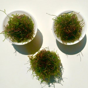 BUY 2 GET 1 FREE Java Moss 2fl Oz Live Aquarium Plant Great for Betta ...