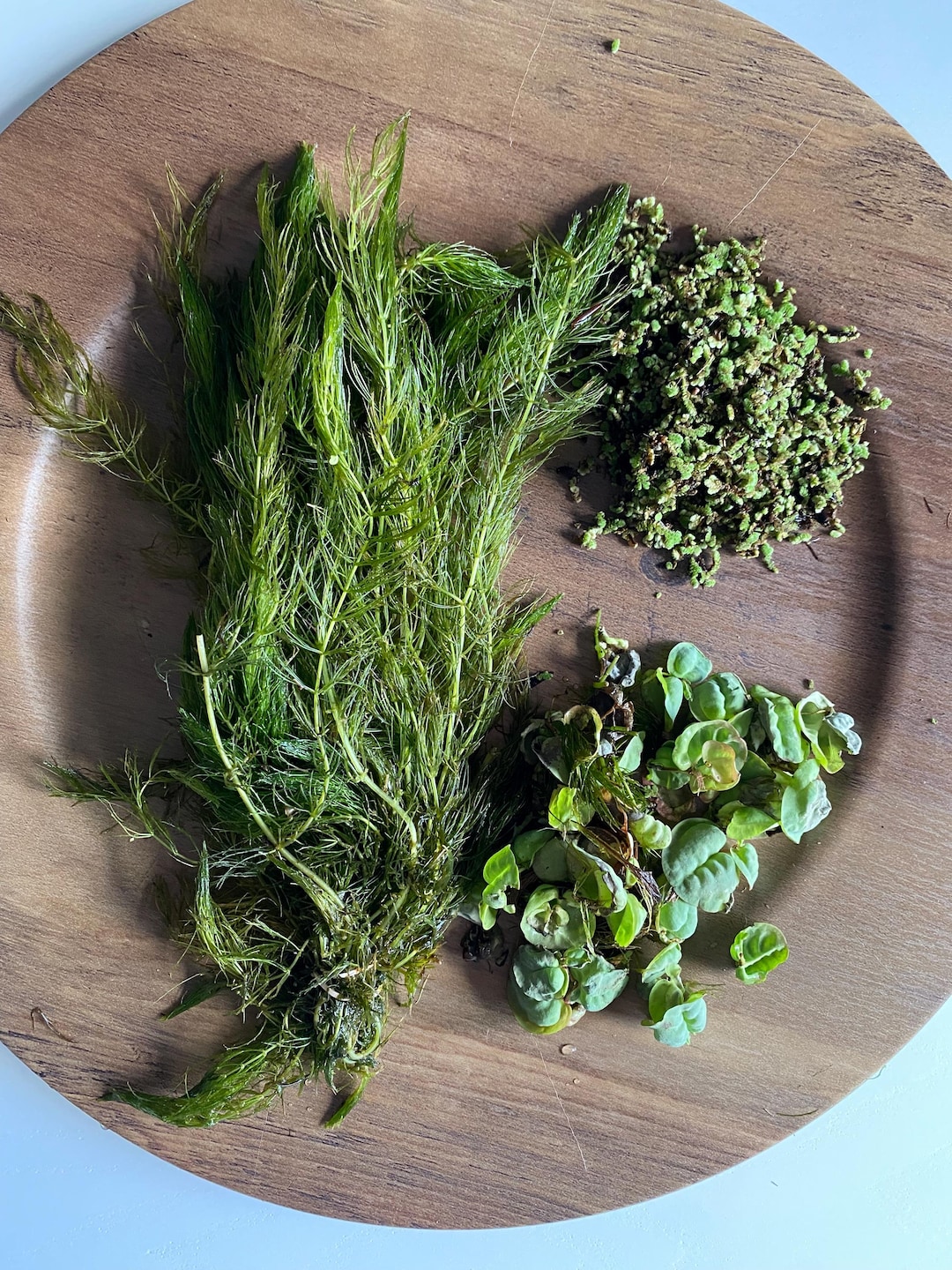 Assorted Floating Plant Bundle- Receive 3 Floating Plants (red Root ...